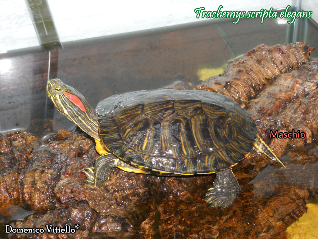 Trachemys scripta: Scheda Riassuntiva - Tartapedia